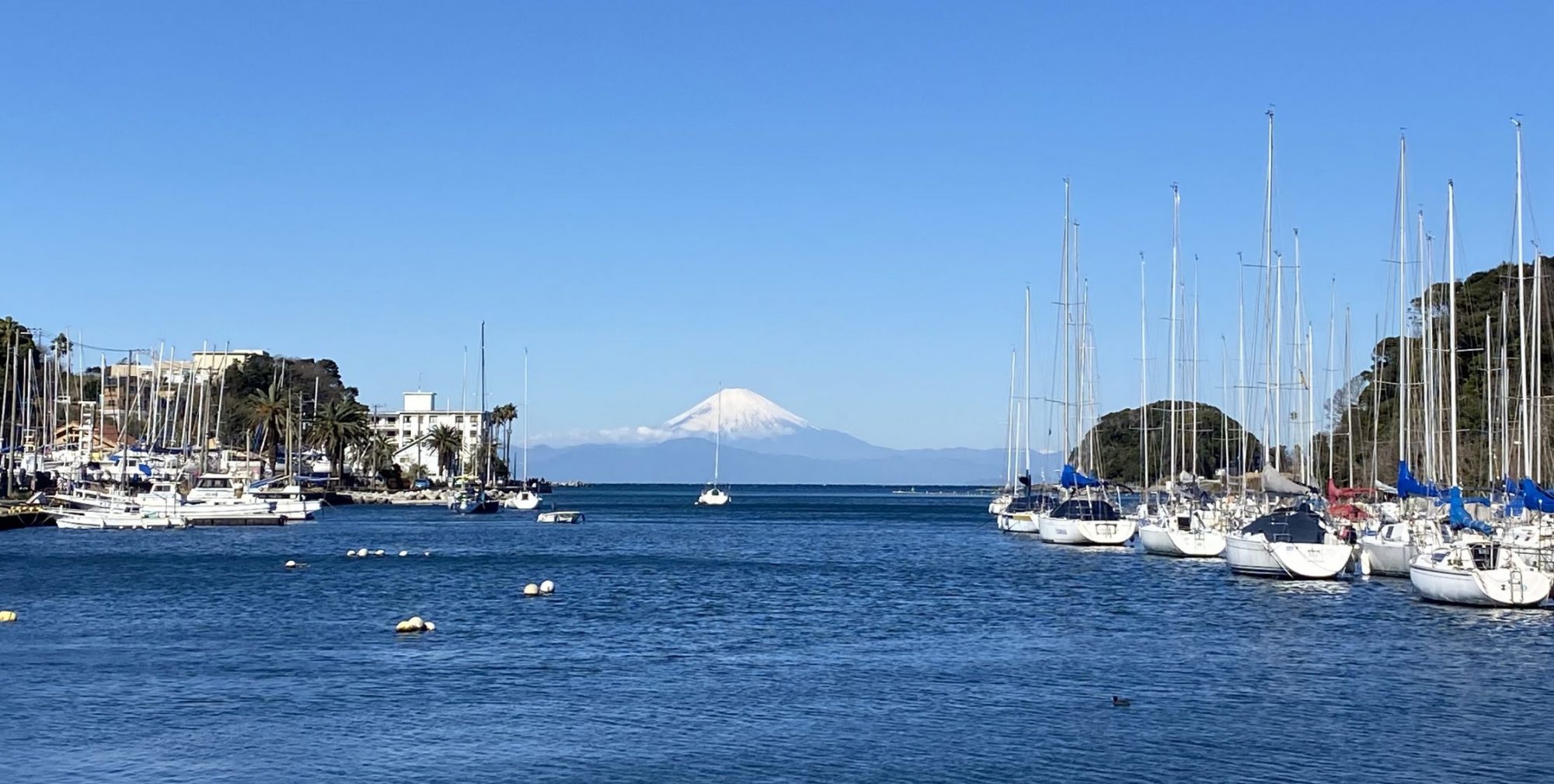 cropped-abura-scaled-1.jpg | Programmatica Inc.